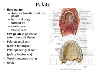 Digestive system | PPTX