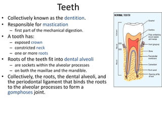 Digestive system BHNU | PPTX