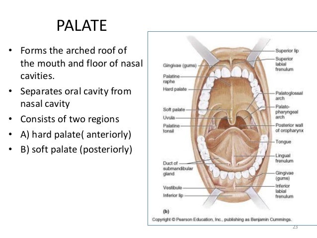 Digestive system BHNU
