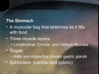 Digestive System | PPT