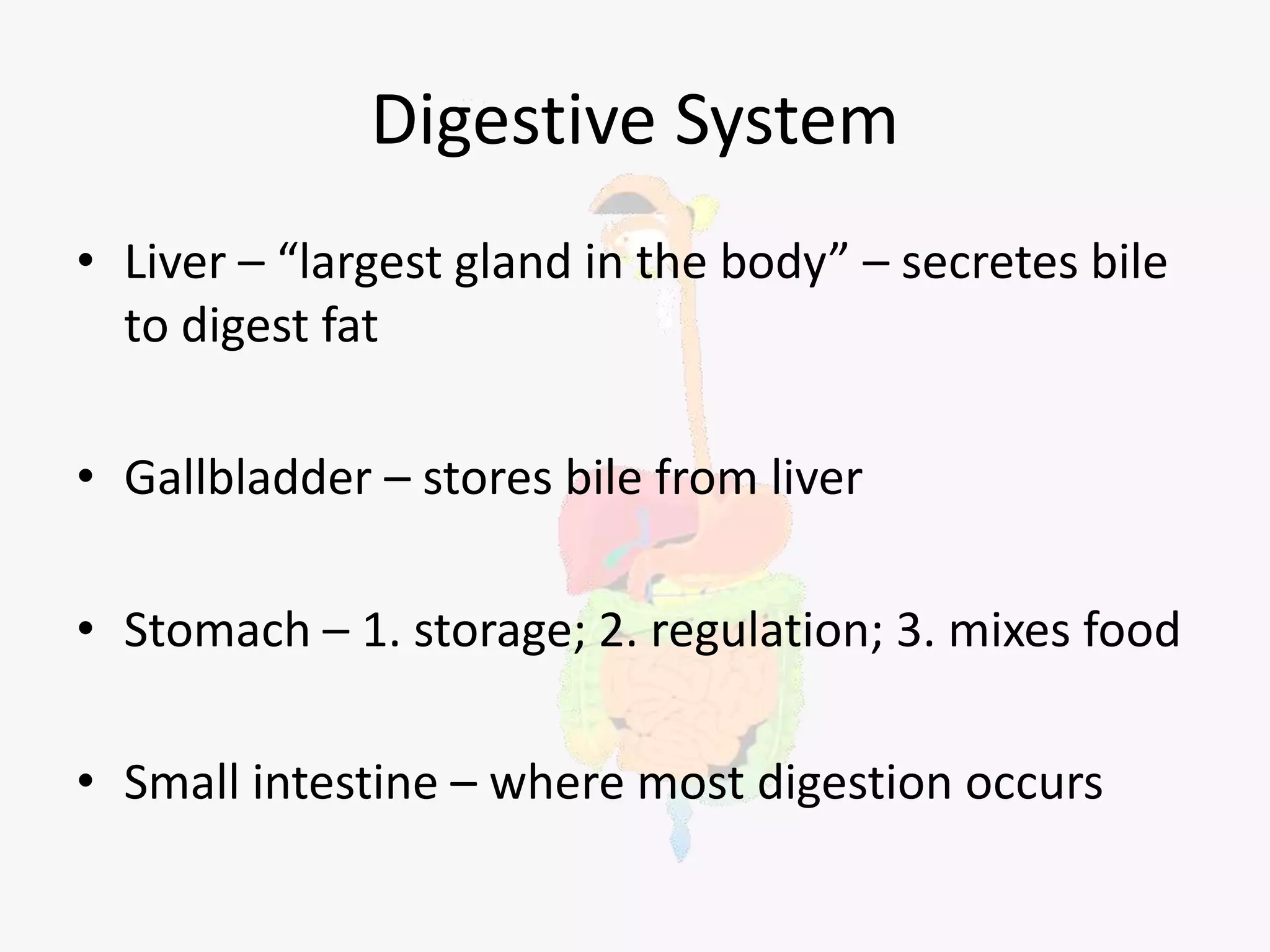 Digestive system | PPTX