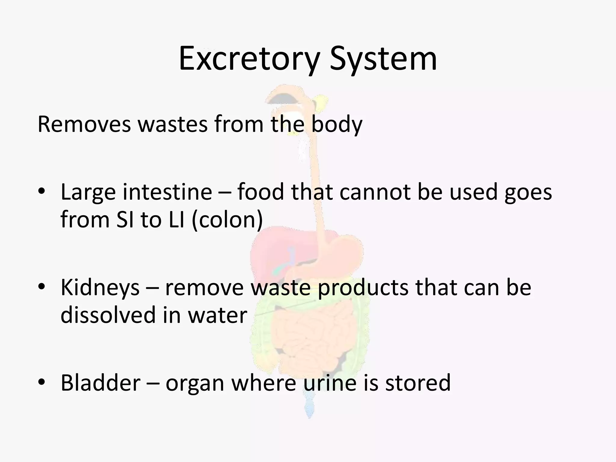 Digestive system | PPTX