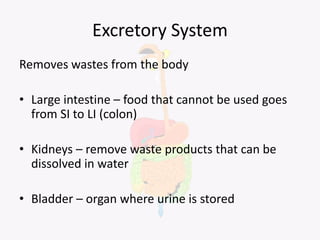 Digestive system | PPT