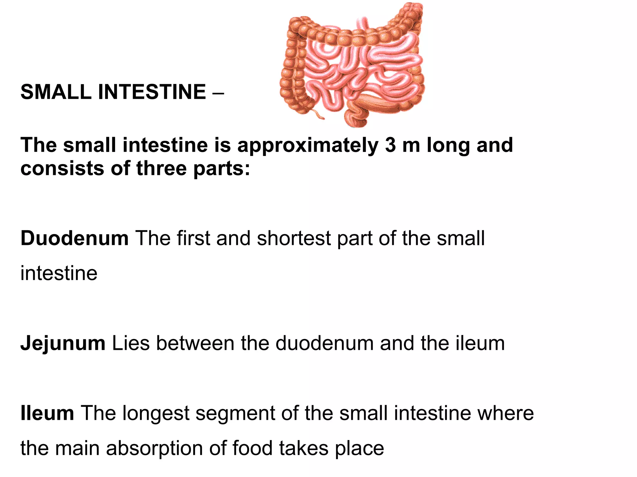 Human Digestive System | PDF
