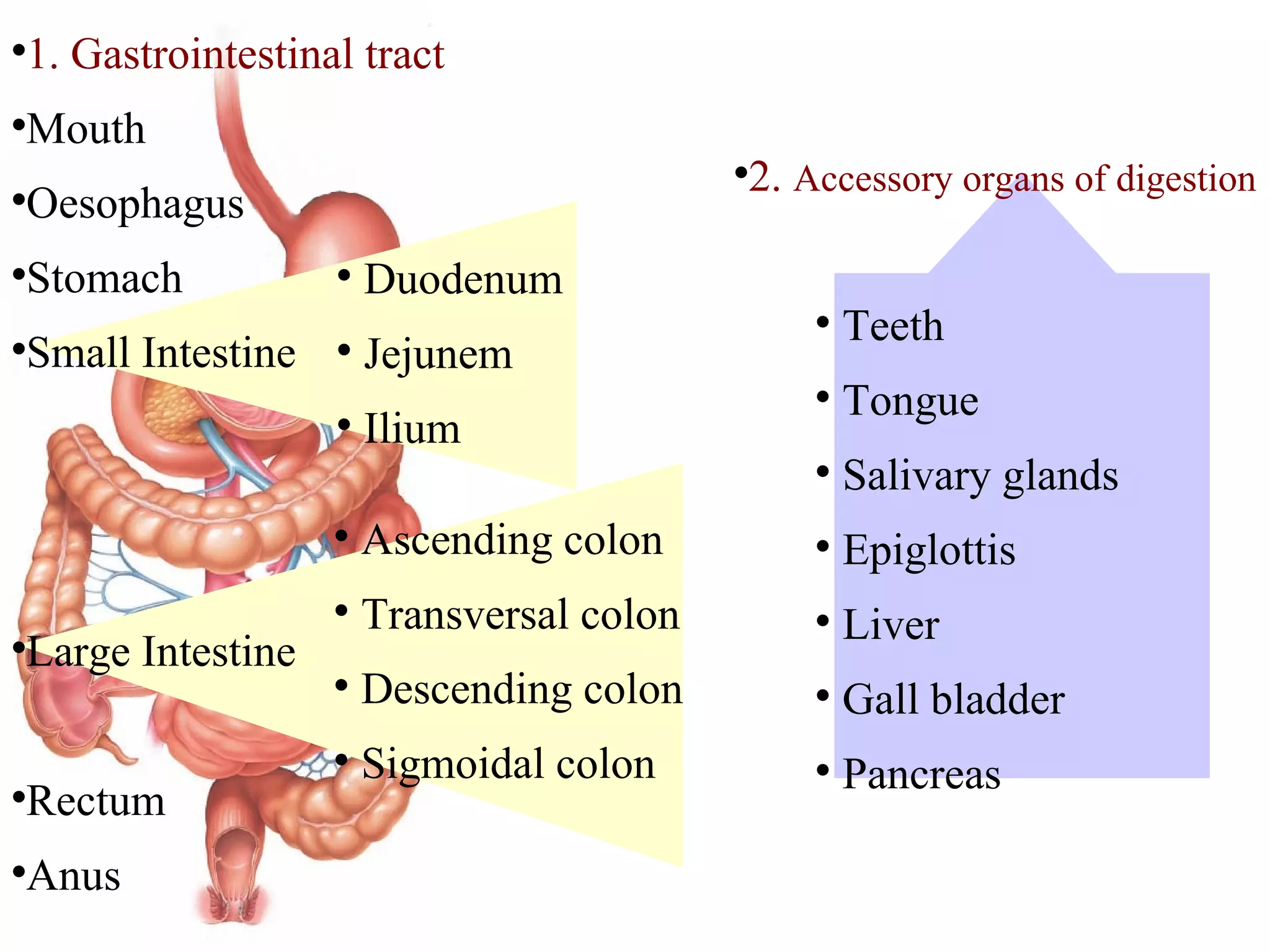 Human Digestive System | PDF