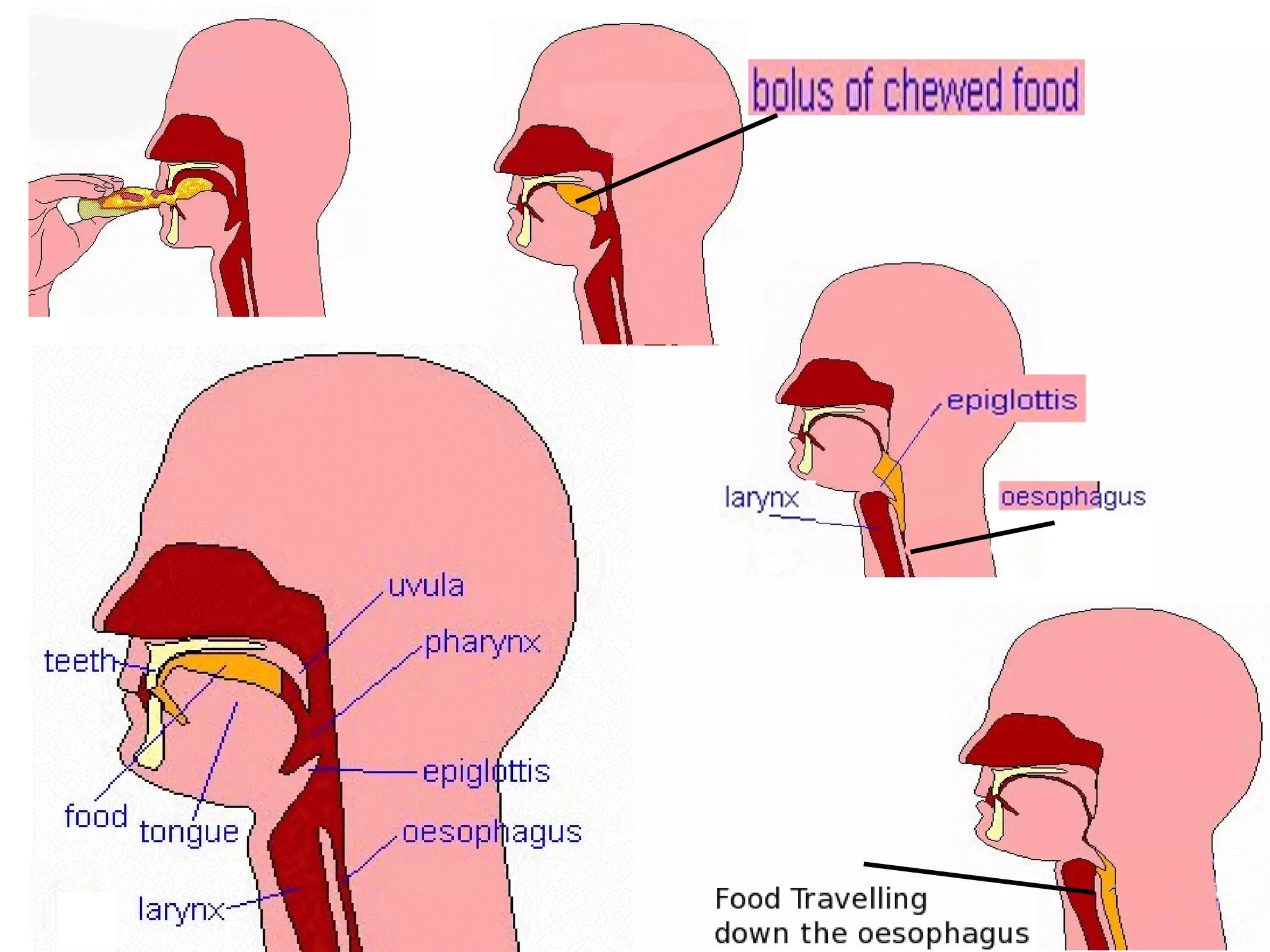Human Digestive System | PPT