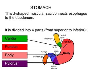 Human Digestive System | PDF