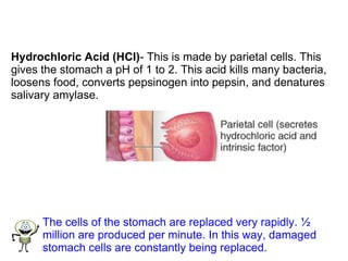 Human Digestive System | PDF