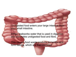 Human Digestive System | PPT