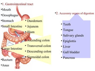 Human Digestive System | PPT