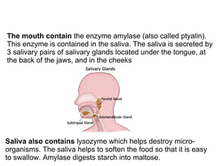 Human Digestive System | PPT