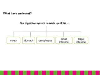 Digestive system | PPTX