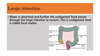Digestive system | PPT