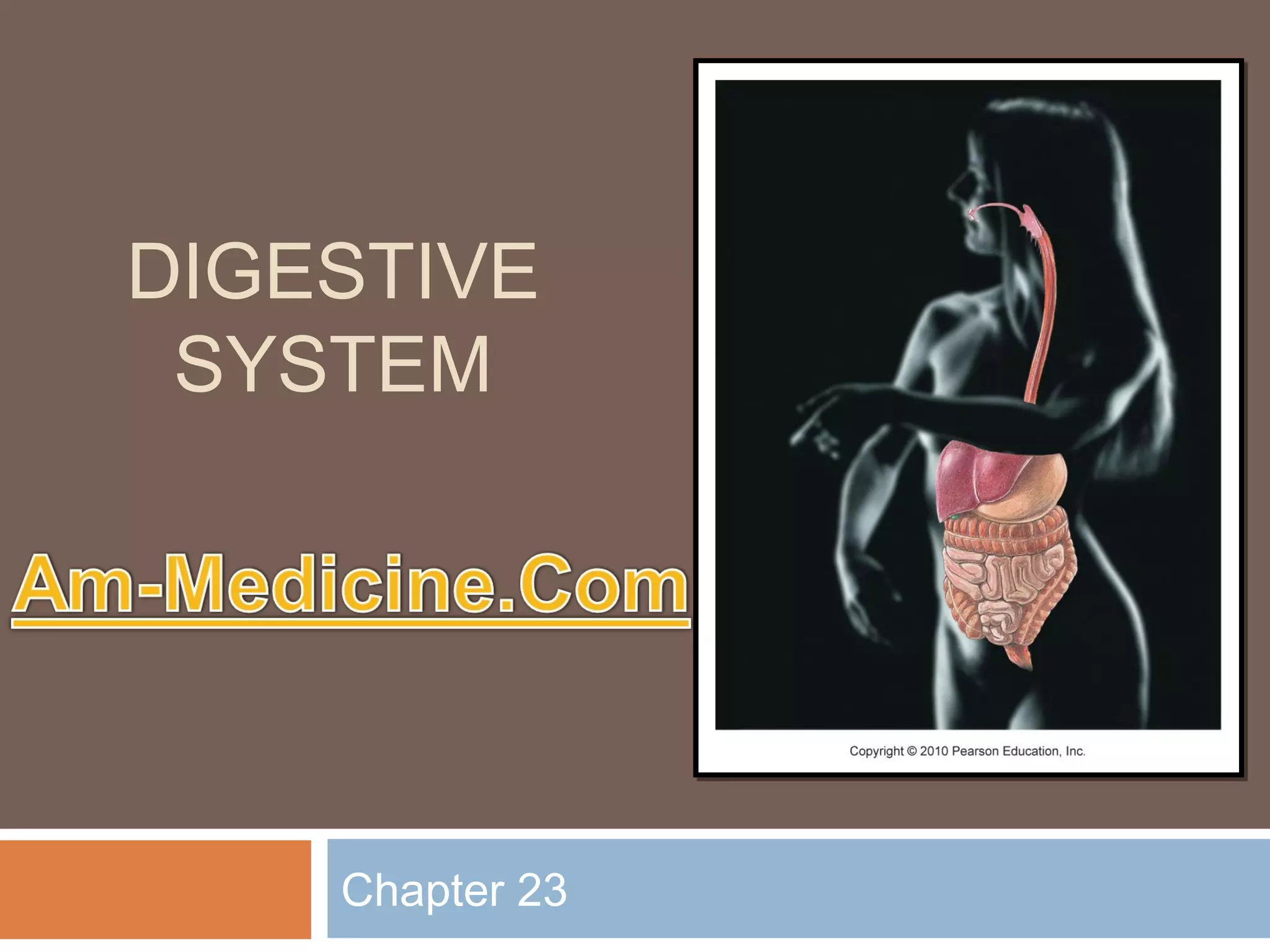 Anatomy & Physiology Lecture Notes - Digestive system | PPT
