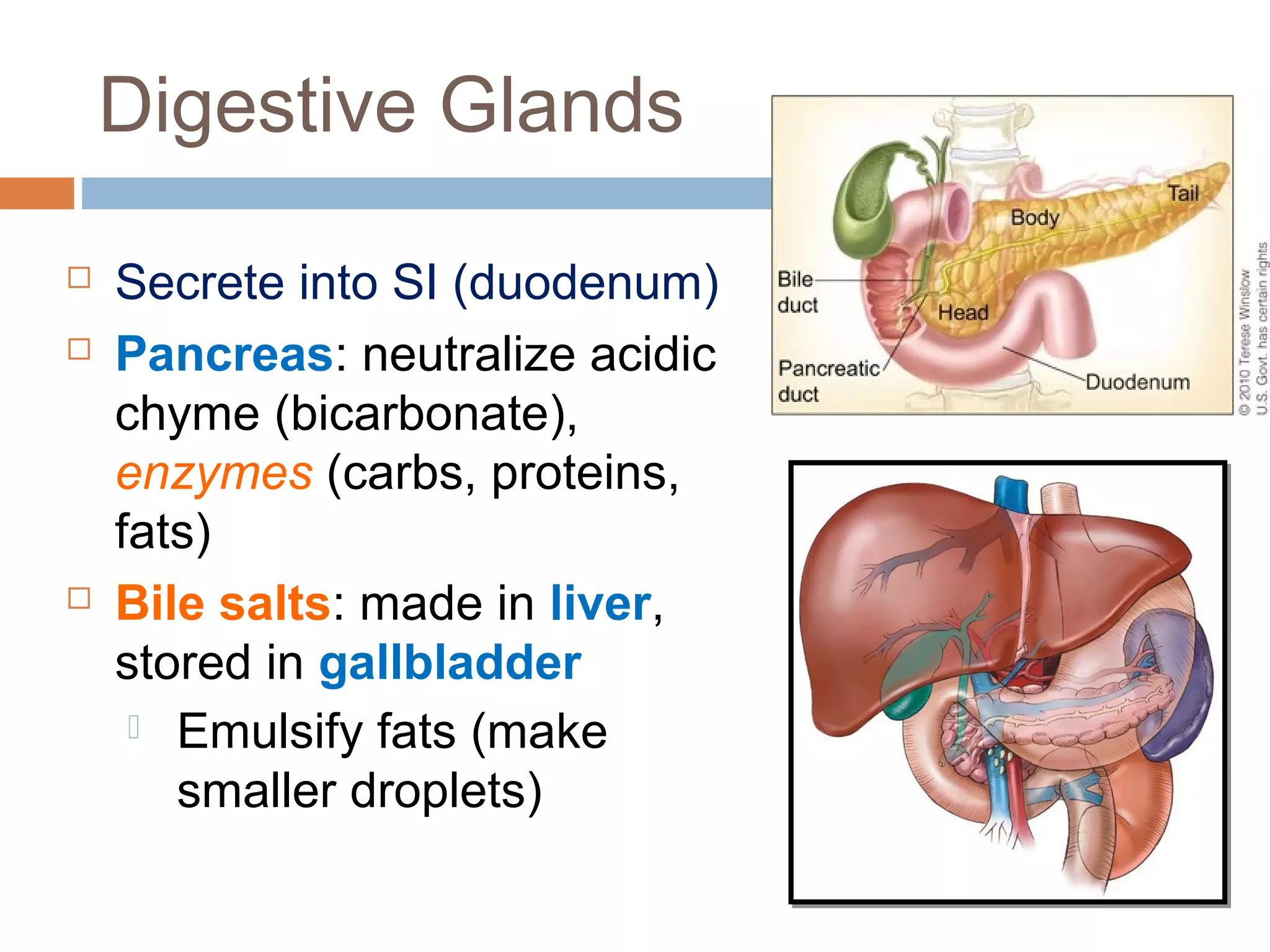 Anatomy & Physiology Lecture Notes - Digestive system | PPT