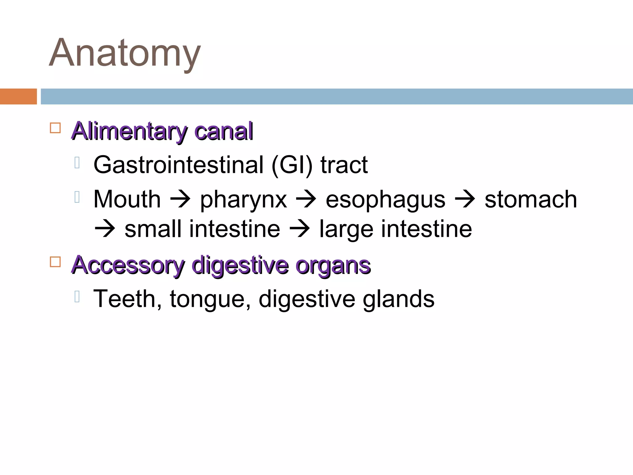 Anatomy & Physiology Lecture Notes - Digestive system | PPT