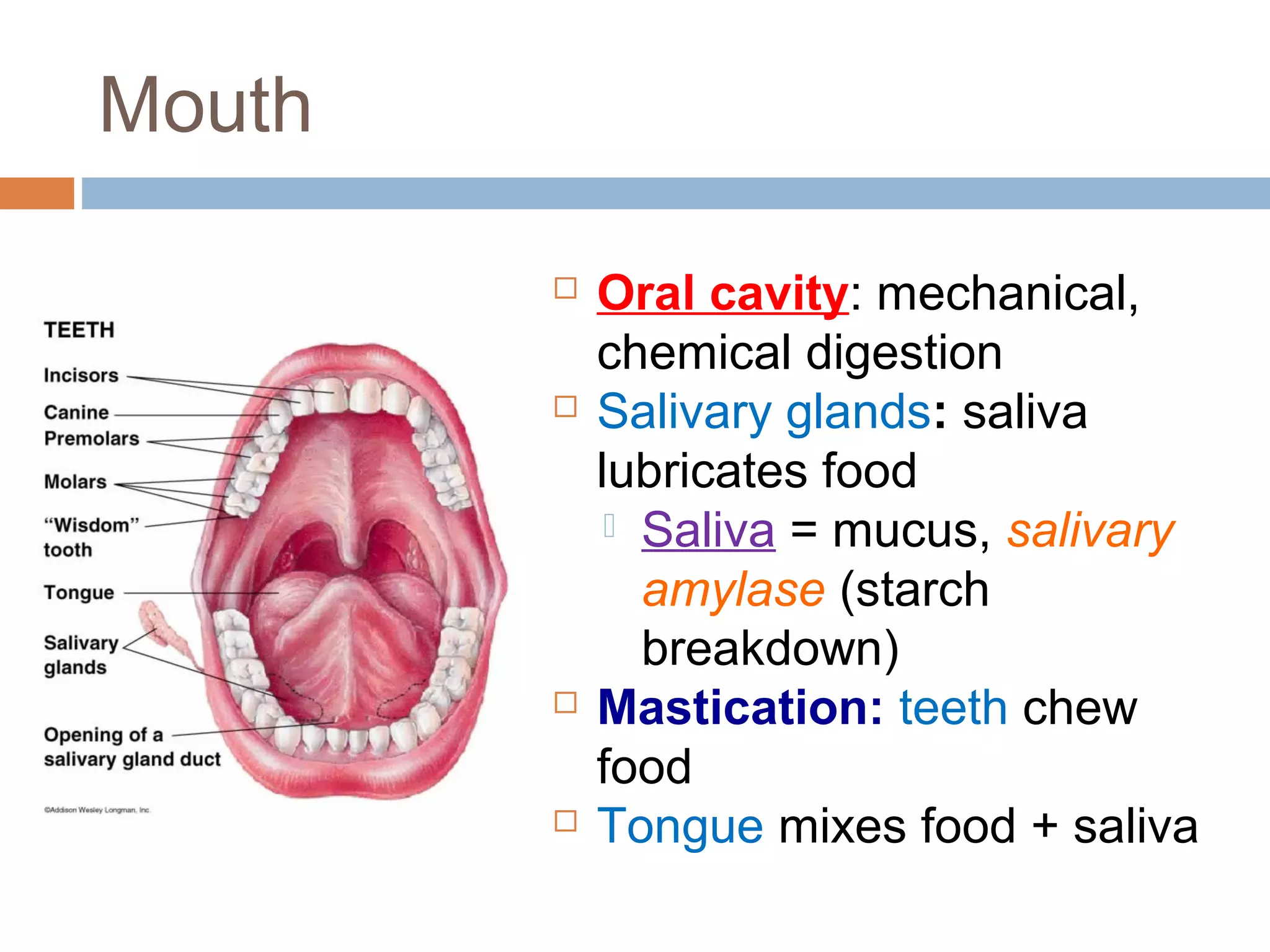 Anatomy & Physiology Lecture Notes - Digestive system | PPT