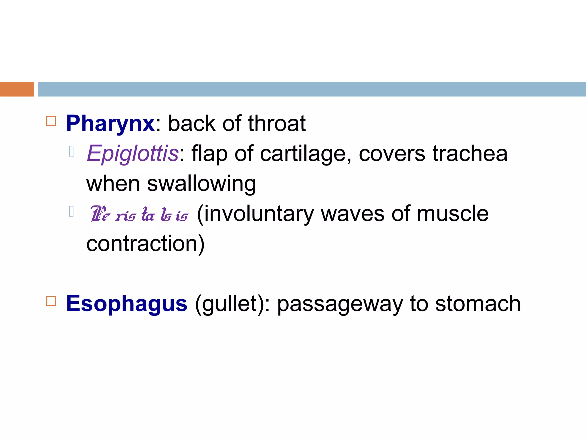 Anatomy & Physiology Lecture Notes - Digestive system | PPT
