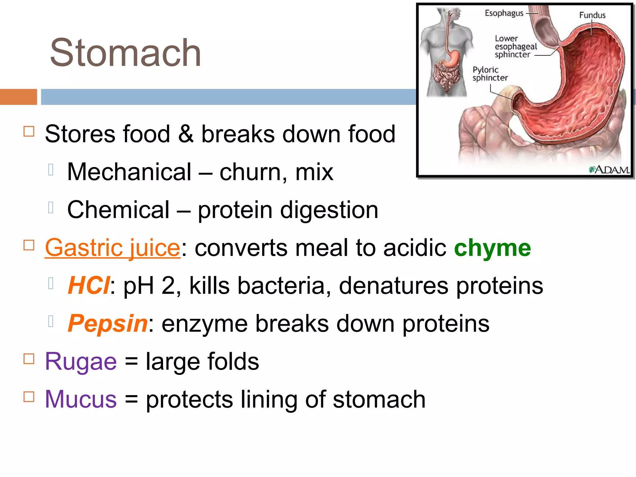 Anatomy & Physiology Lecture Notes - Digestive system | PPT