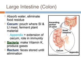 Anatomy & Physiology Lecture Notes - Digestive system | PPT