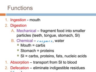 Anatomy & Physiology Lecture Notes - Digestive system | PPT