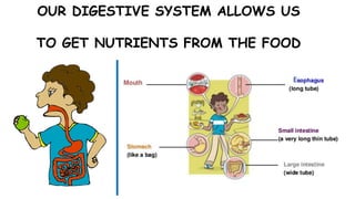 Digestive System | PPT