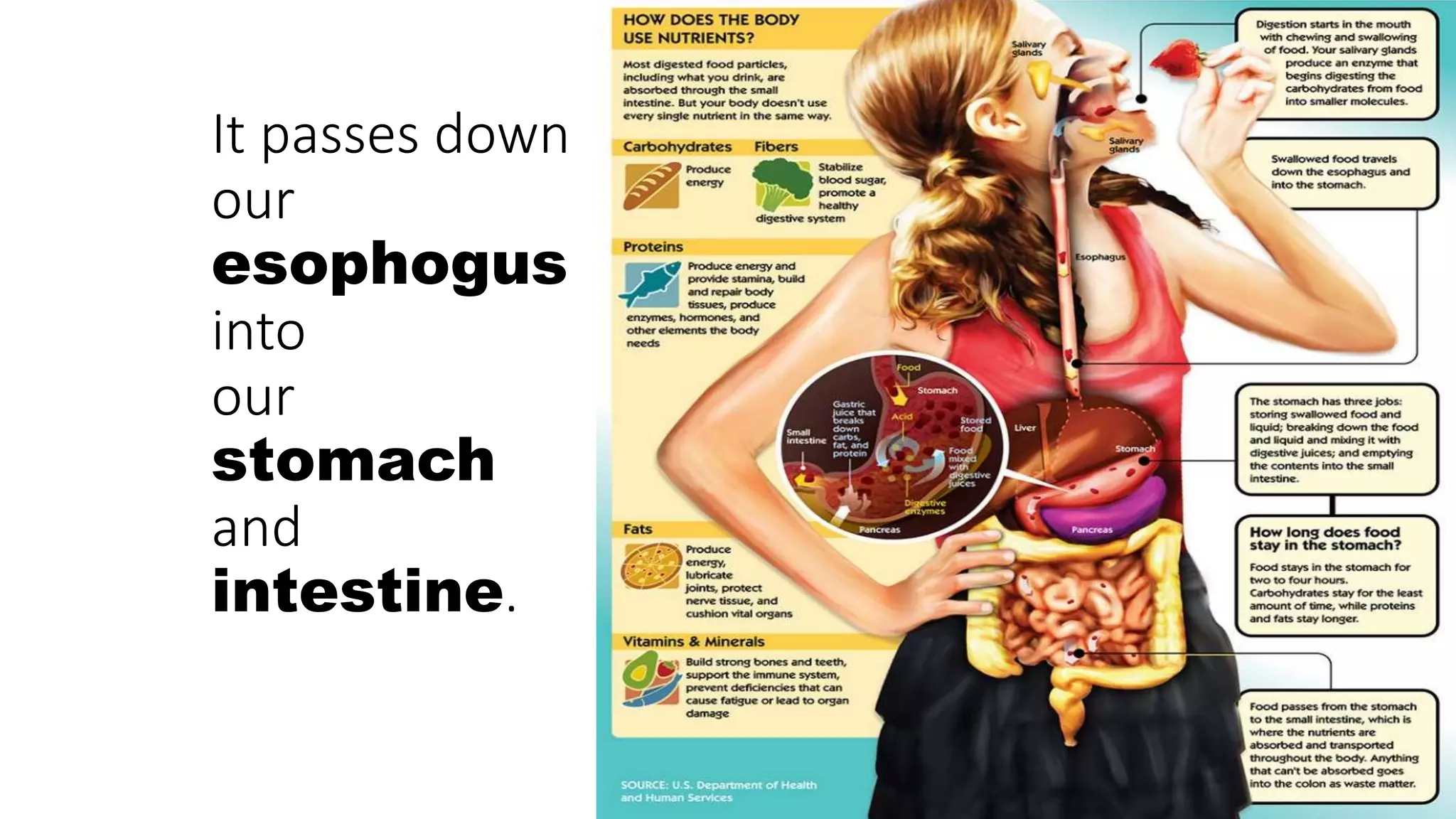 Digestive system year 3 | PPTX