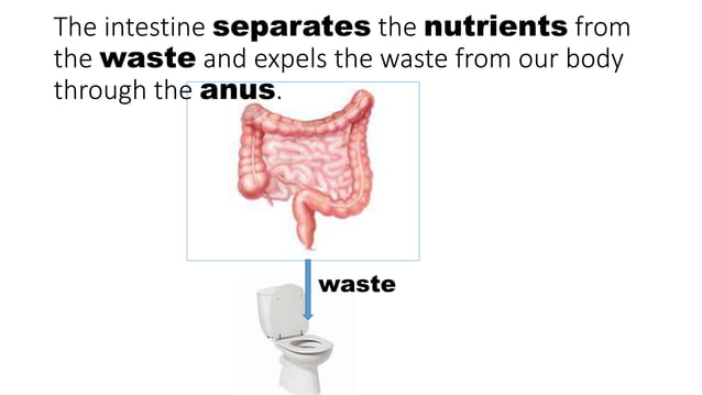 Digestive system year 3 | PPTX