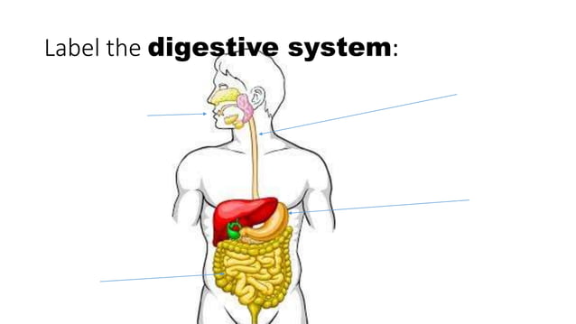 Digestive system year 3 | PPTX