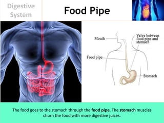 Digestive System | PPTX