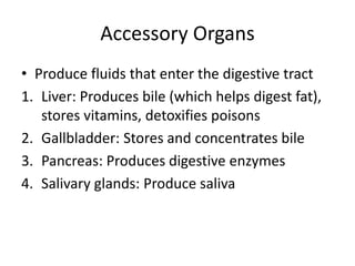 Digestive system | PPT