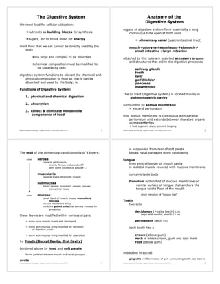 Digestive System Lecture Notes | PDF