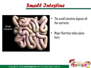 Digestive system | PPT