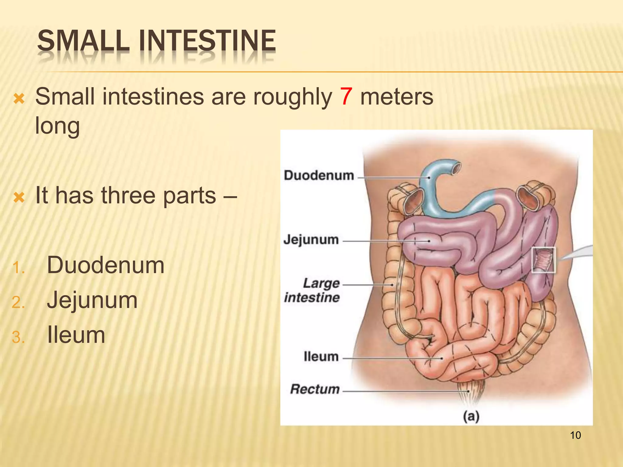 Digestivesystem 160827072053 | PDF | Digestive Disorders | Diseases and ...
