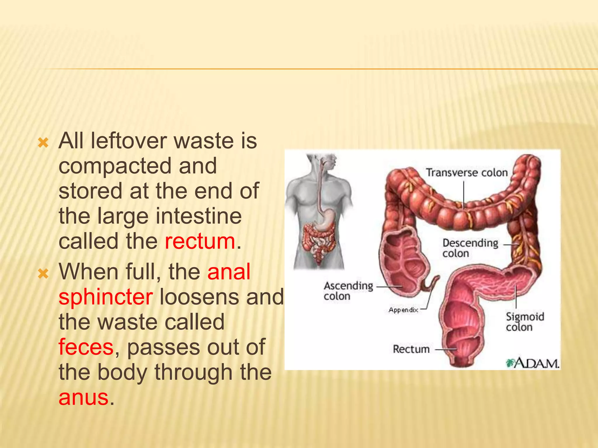 Digestivesystem 160827072053 | PDF