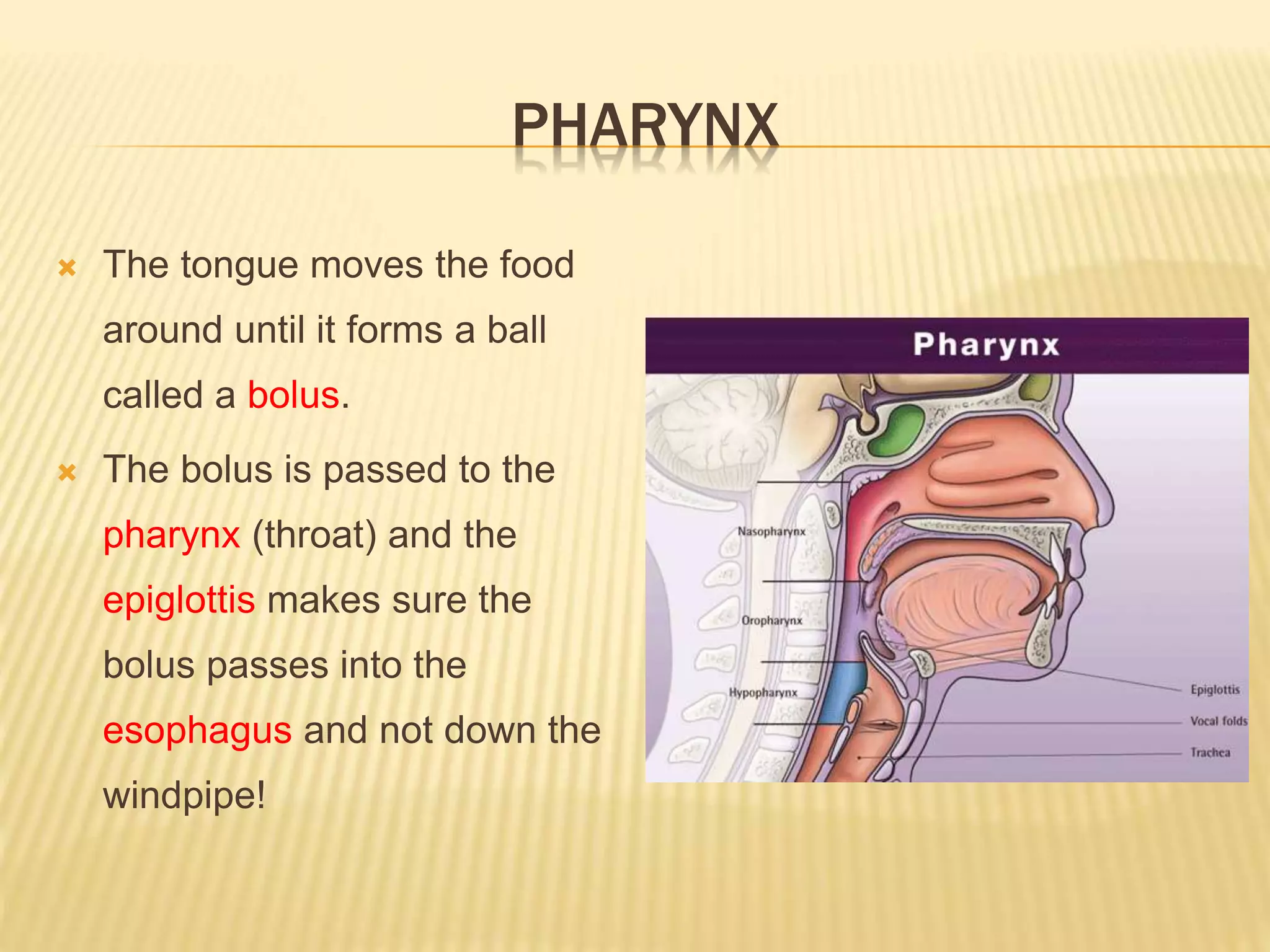 Digestivesystem 160827072053 | PDF