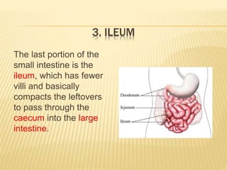 Digestivesystem 160827072053 | PDF