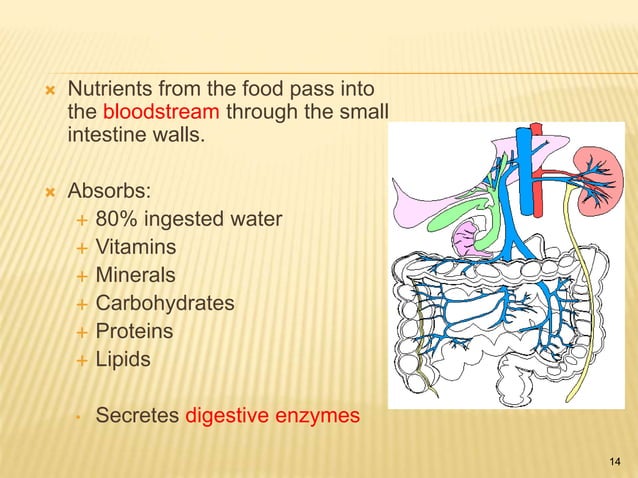 Digestivesystem 160827072053 | PPT