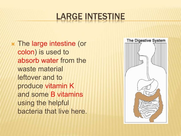 Digestivesystem 160827072053 | PPT