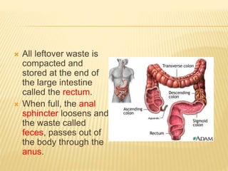 Digestivesystem 160827072053 | PDF