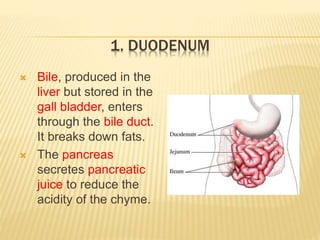 Physiology and Anatomy of Human Digestive System at a Glance | PPTX