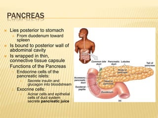 Physiology and Anatomy of Human Digestive System at a Glance | PPT