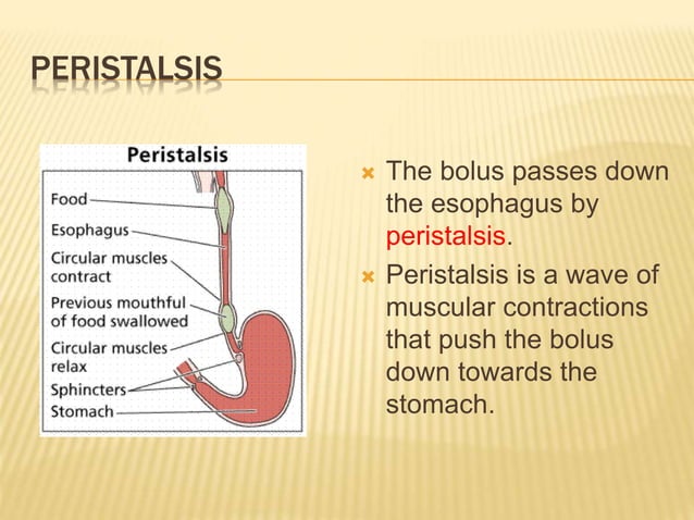 Physiology and Anatomy of Human Digestive System at a Glance | PPT