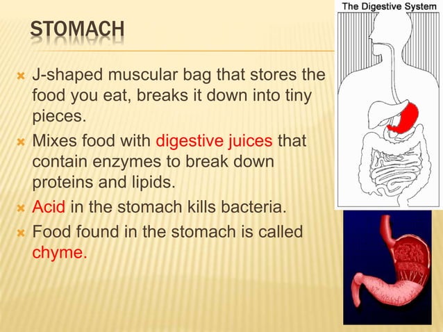 Physiology and Anatomy of Human Digestive System at a Glance | PPT