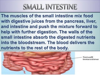 Digestive system | PPTX