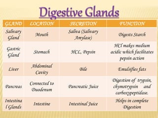 Digestive system | PPT