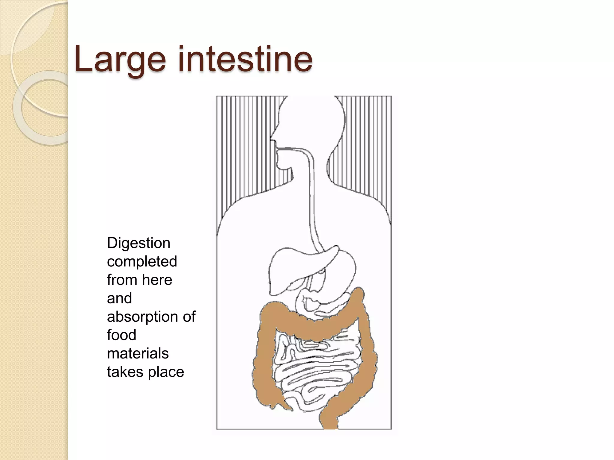 Digestive system | PPT