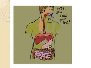 Digestive system | PPT