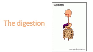 Digestive system by Yaiza Martín | PPT
