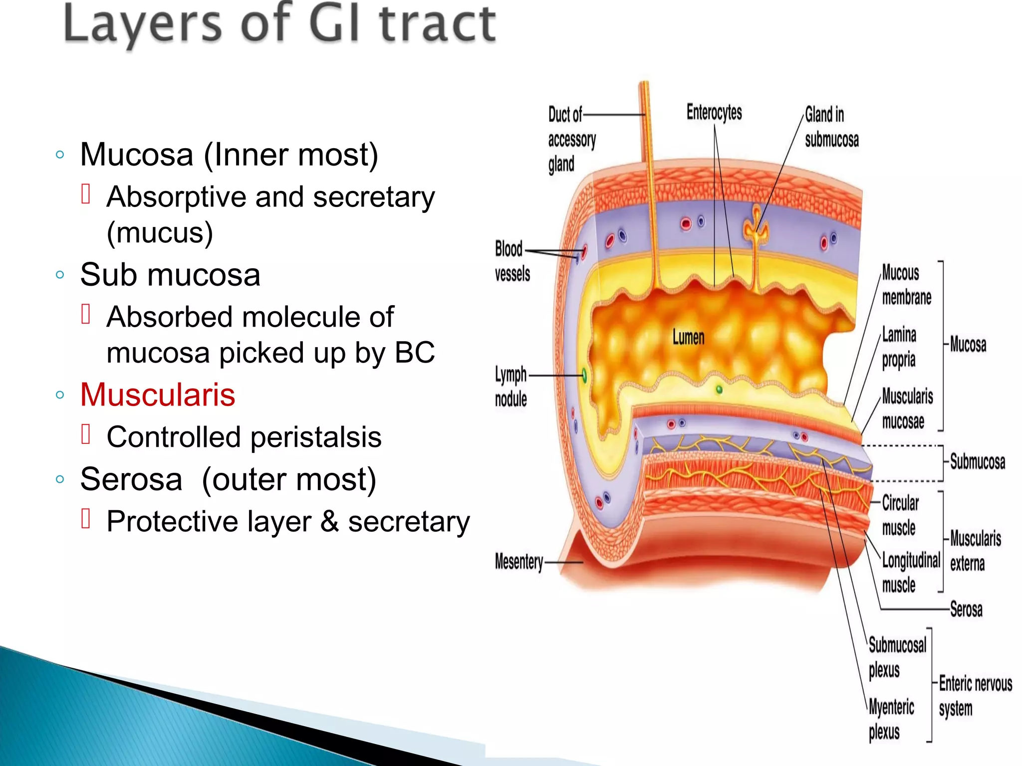 Pathology of the digestive system | PPT